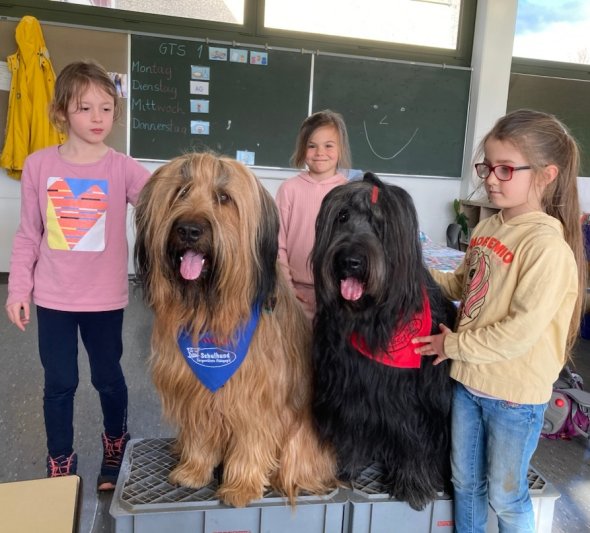 Schulhunde | WebPackage